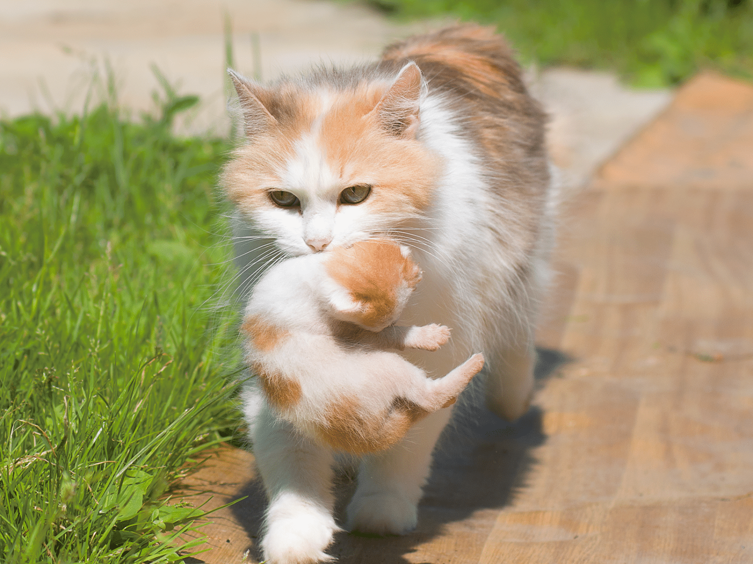 Waarom sleept een kat met haar kittens? Ontdek het hier!