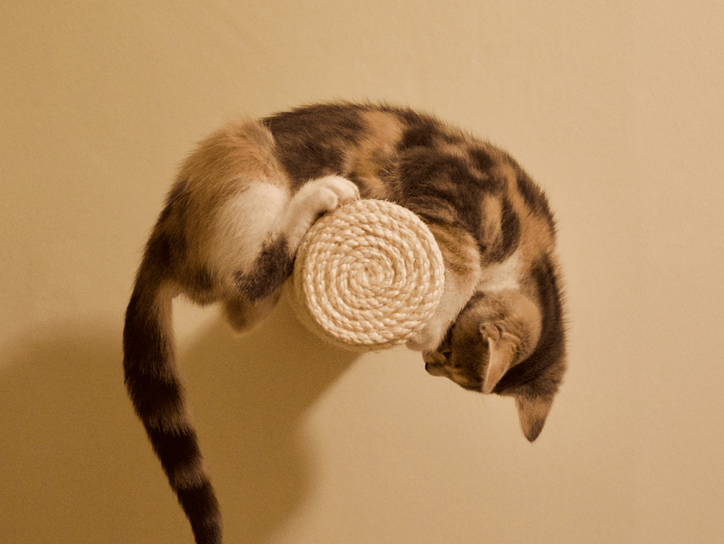 Weetjes over katten | AllesOverDieren.nl