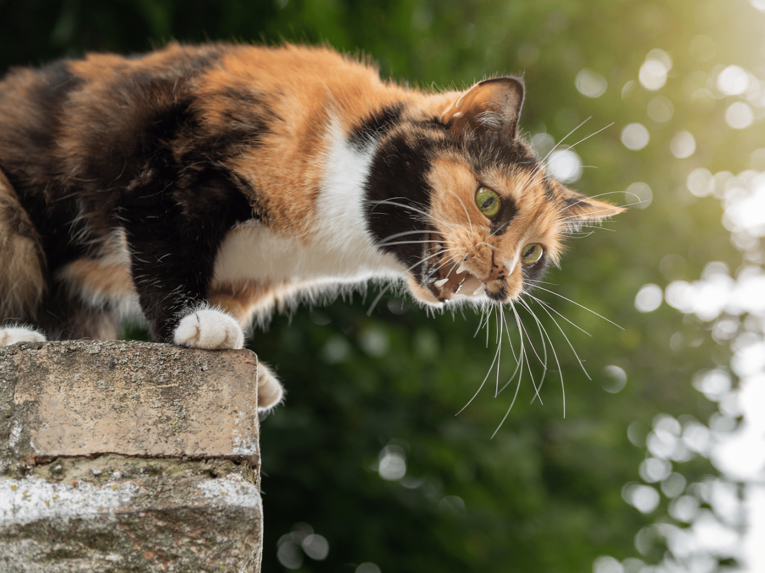 Symptomen van een gebroken poot bij een kat, herken ze direct!