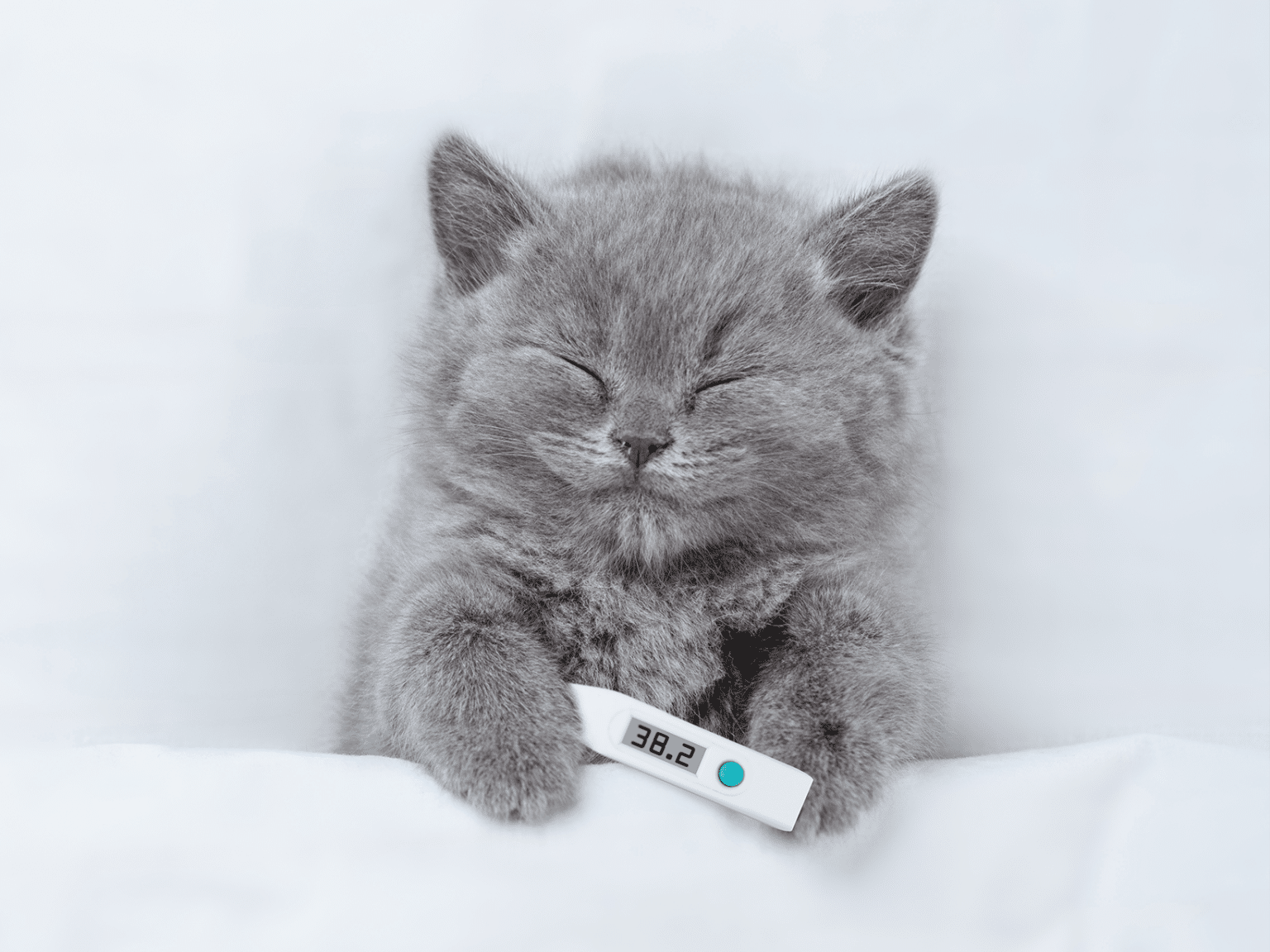 Wanneer heeft een kat koorts? Symptomen & zorg