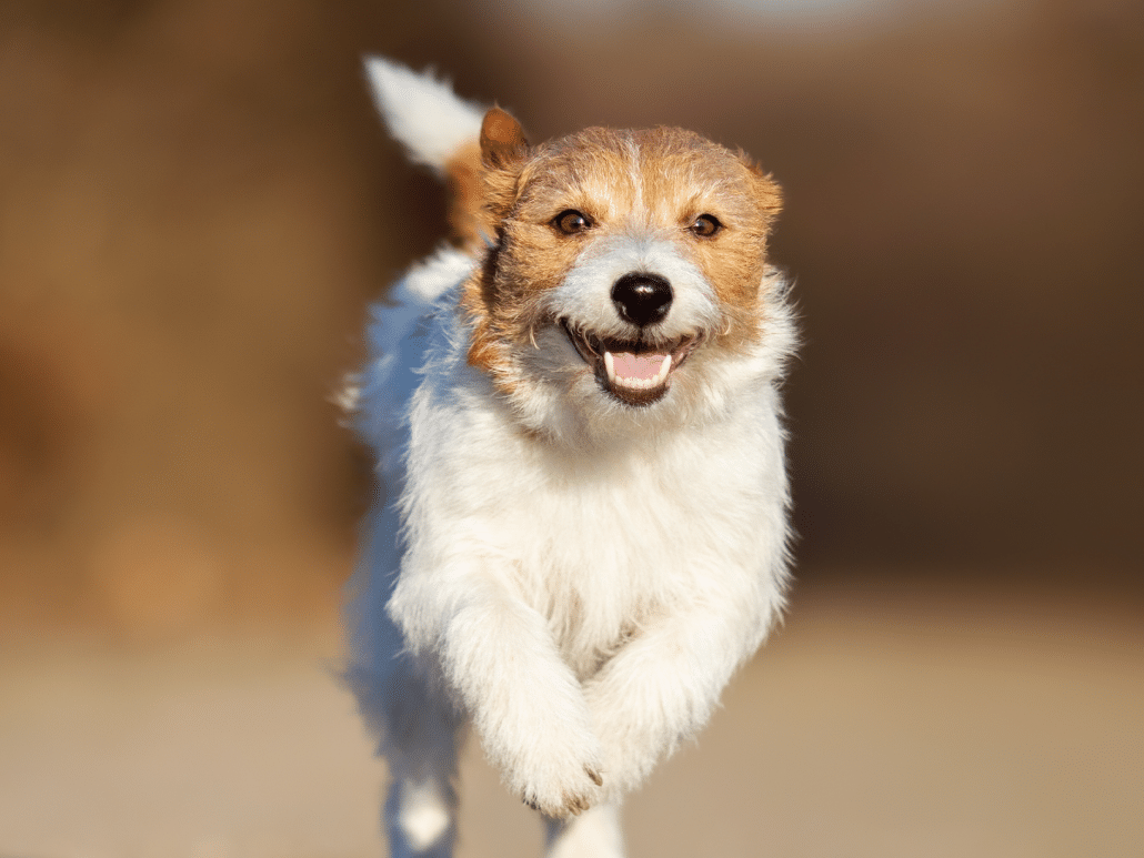 Symptomen van ADHD bij een hond, herken en help je hond
