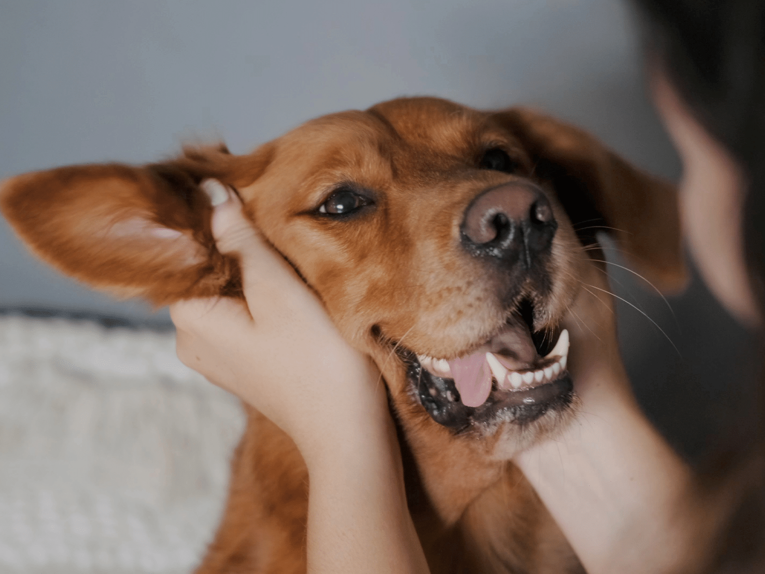Symptomen van AIHA bij een hond, herken en behandel tijdig!