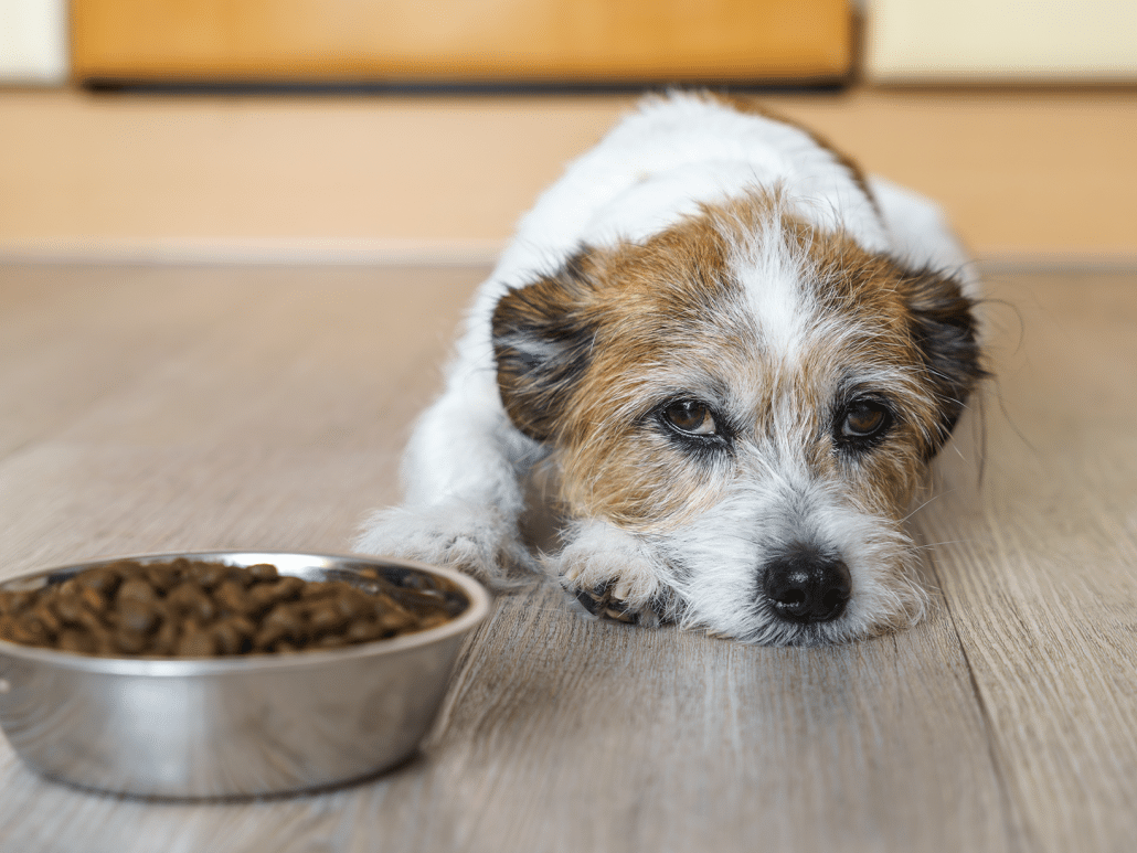 Botulisme symptomen bij een hond, herken de tekenen snel