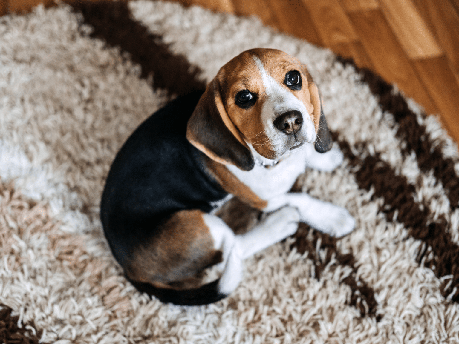 Symptomen van een hond die hoest, herken en behandel