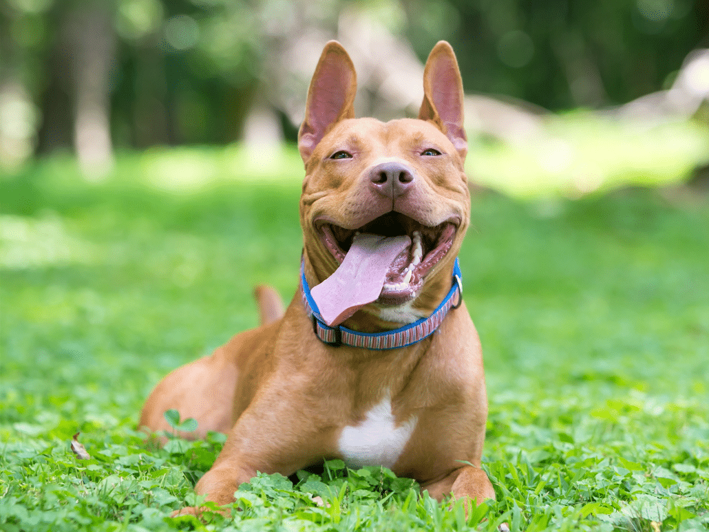 Symptomen van een hond met het downsyndroom