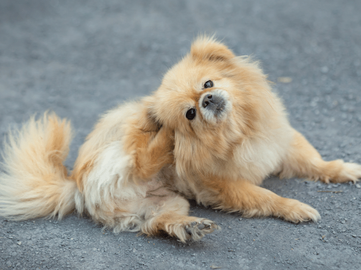 Symptomen van een hond met schurft: jeuk, haaruitval, rode huid