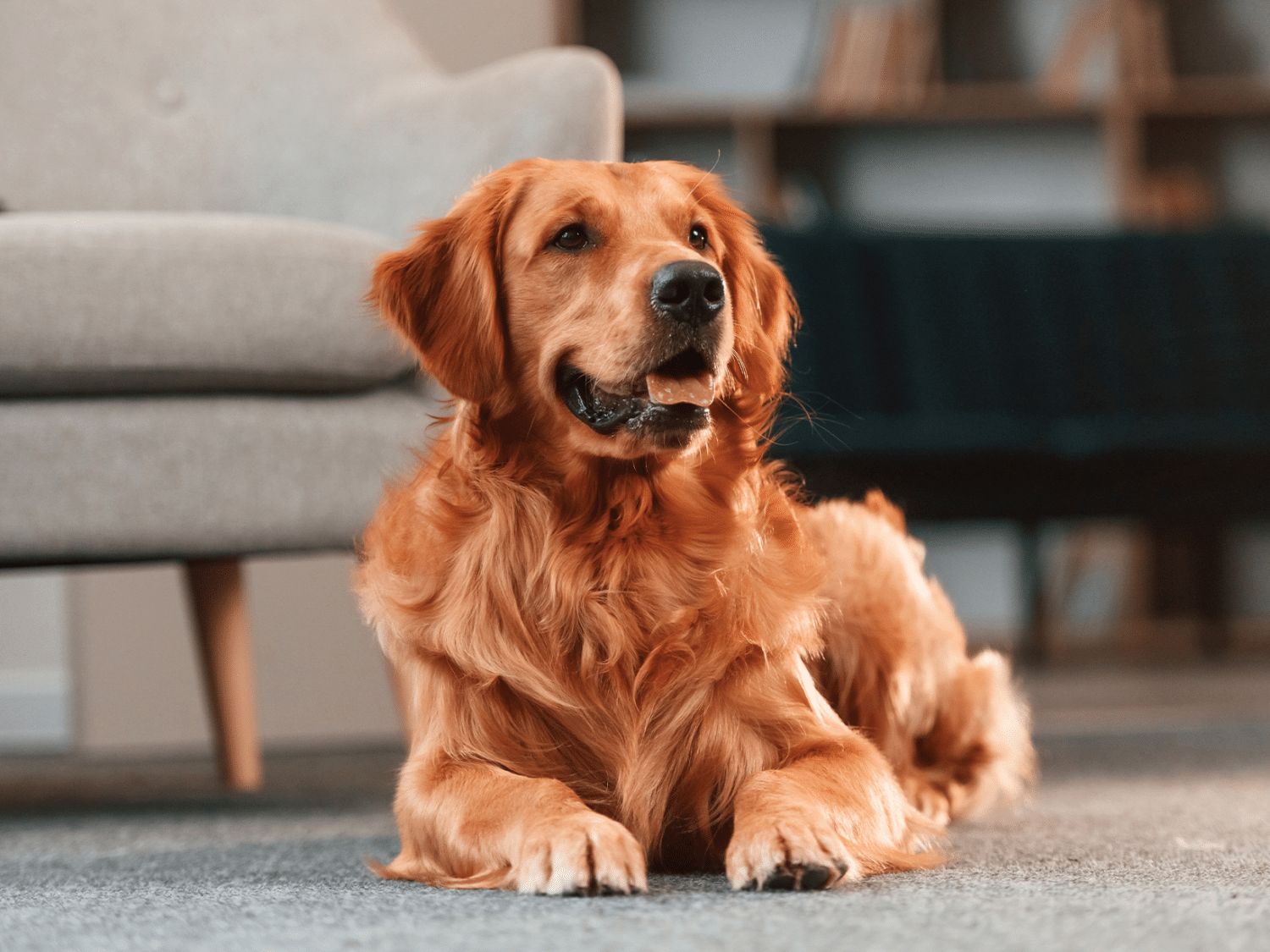 Symptomen van een spier verrekt bij een hond, herken en help