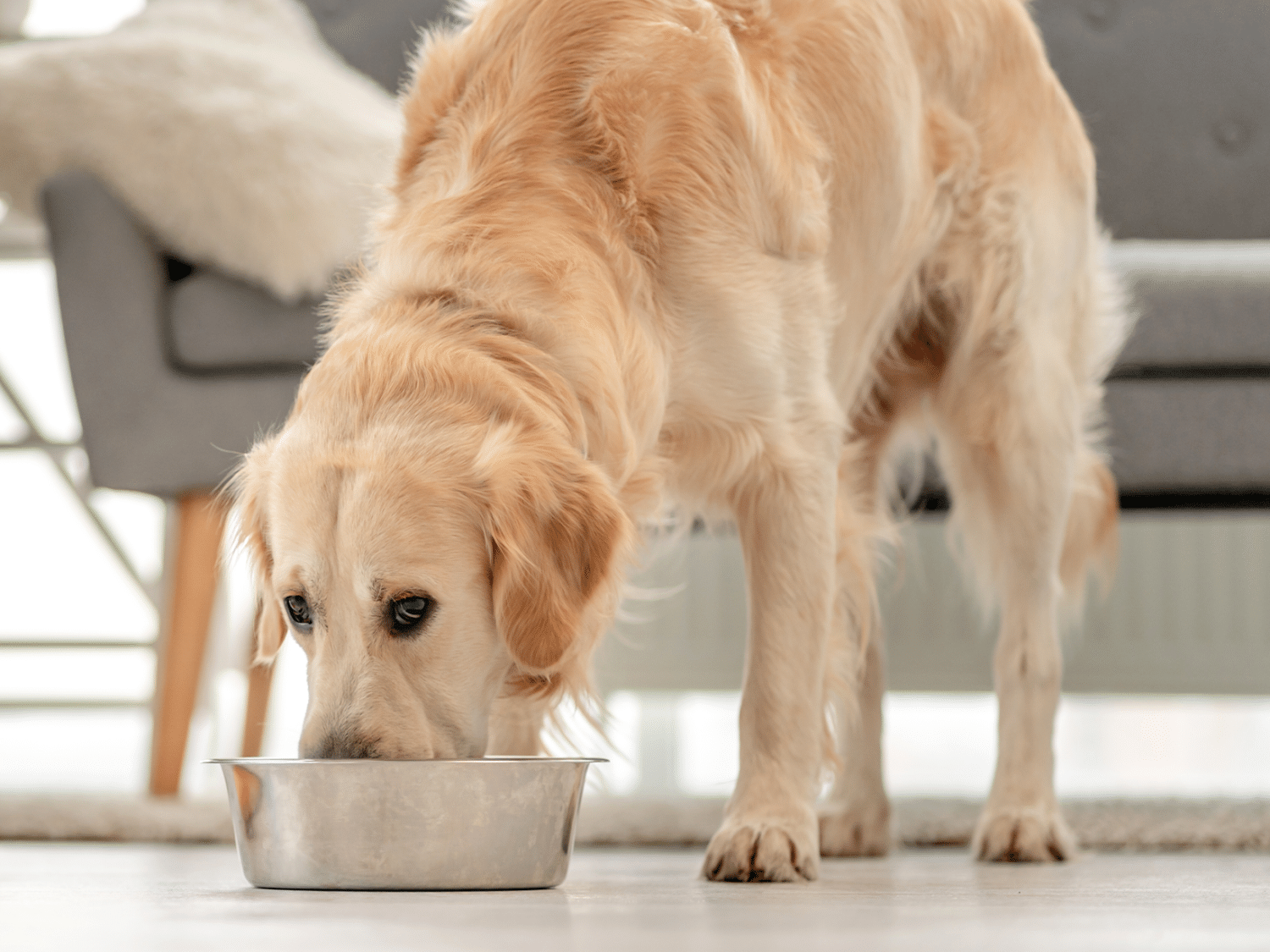 Symptomen van een hond die teveel heeft gegeten