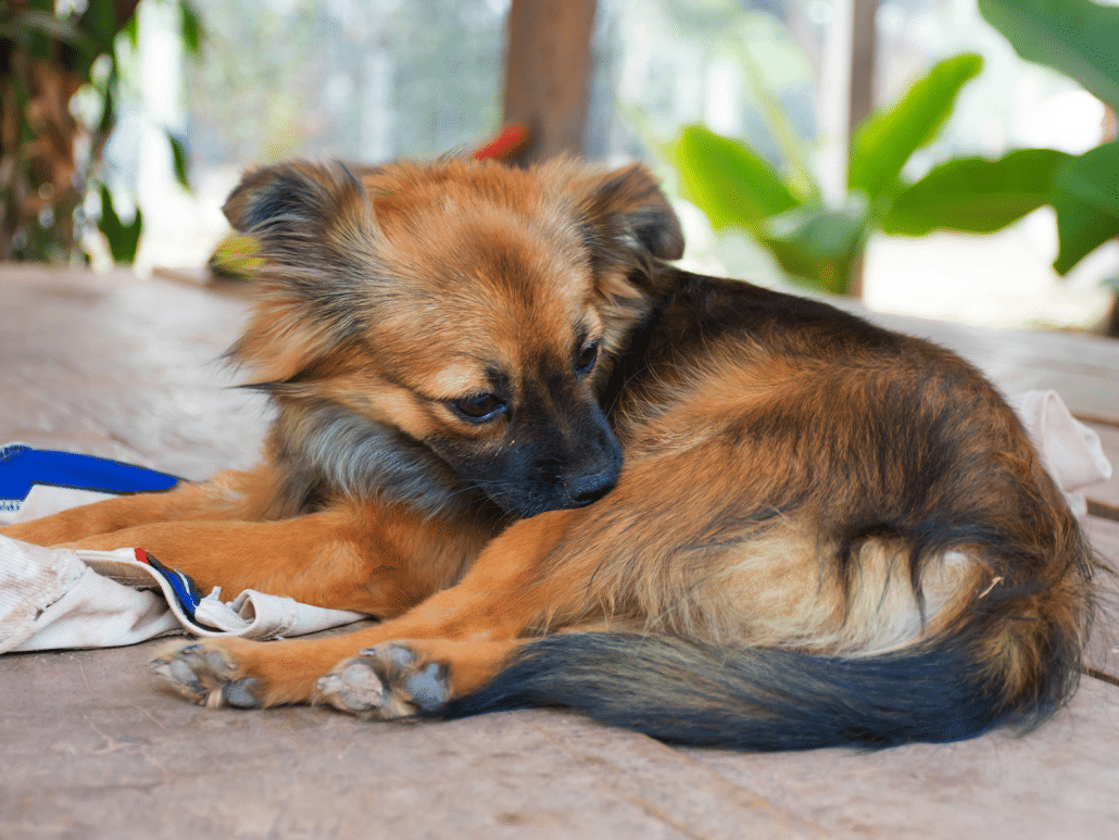 Symptomen van een hond met vlooien: jeuk, krabben, rode bultjes