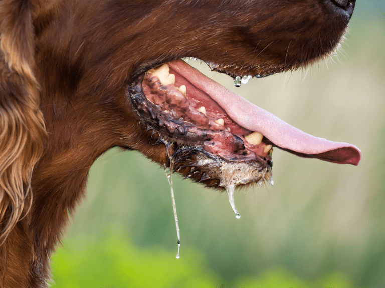 Hondsdolheid symptomen bij een hond: herken de tekenen snel