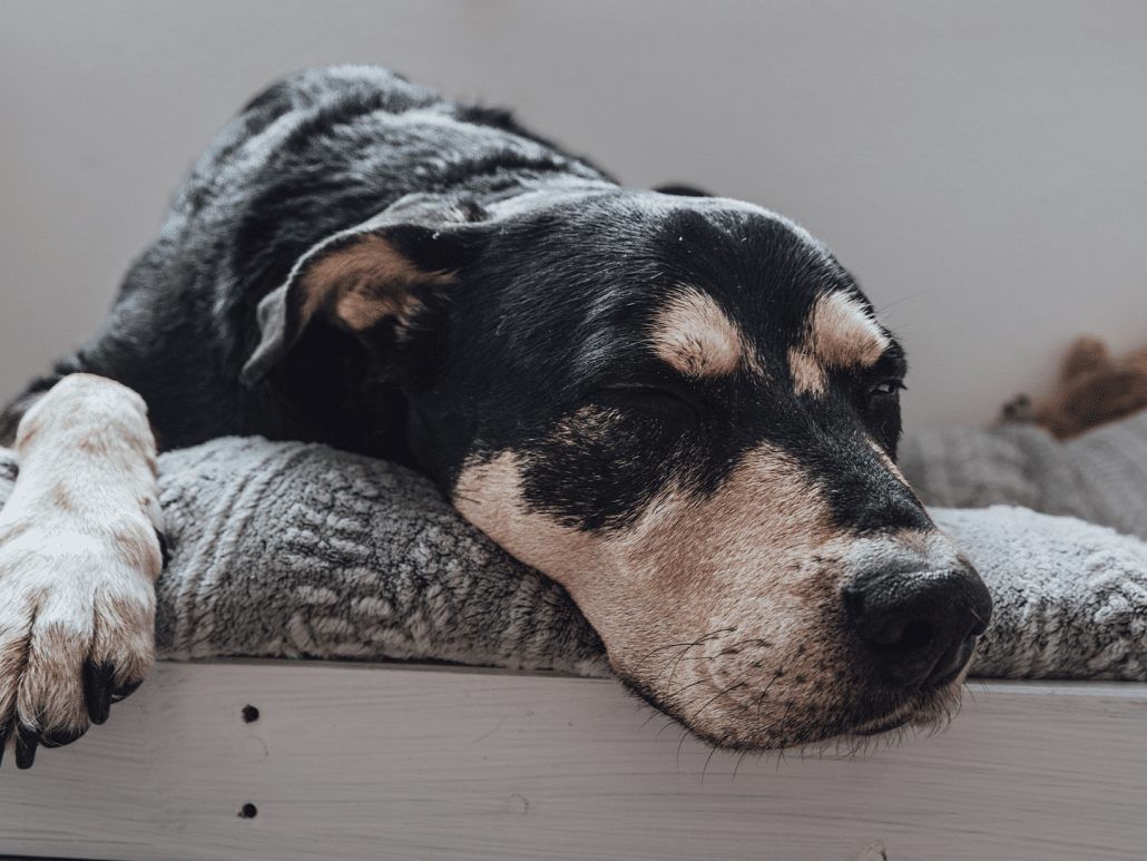 IBD symptomen bij een hond, herken de signalen snel