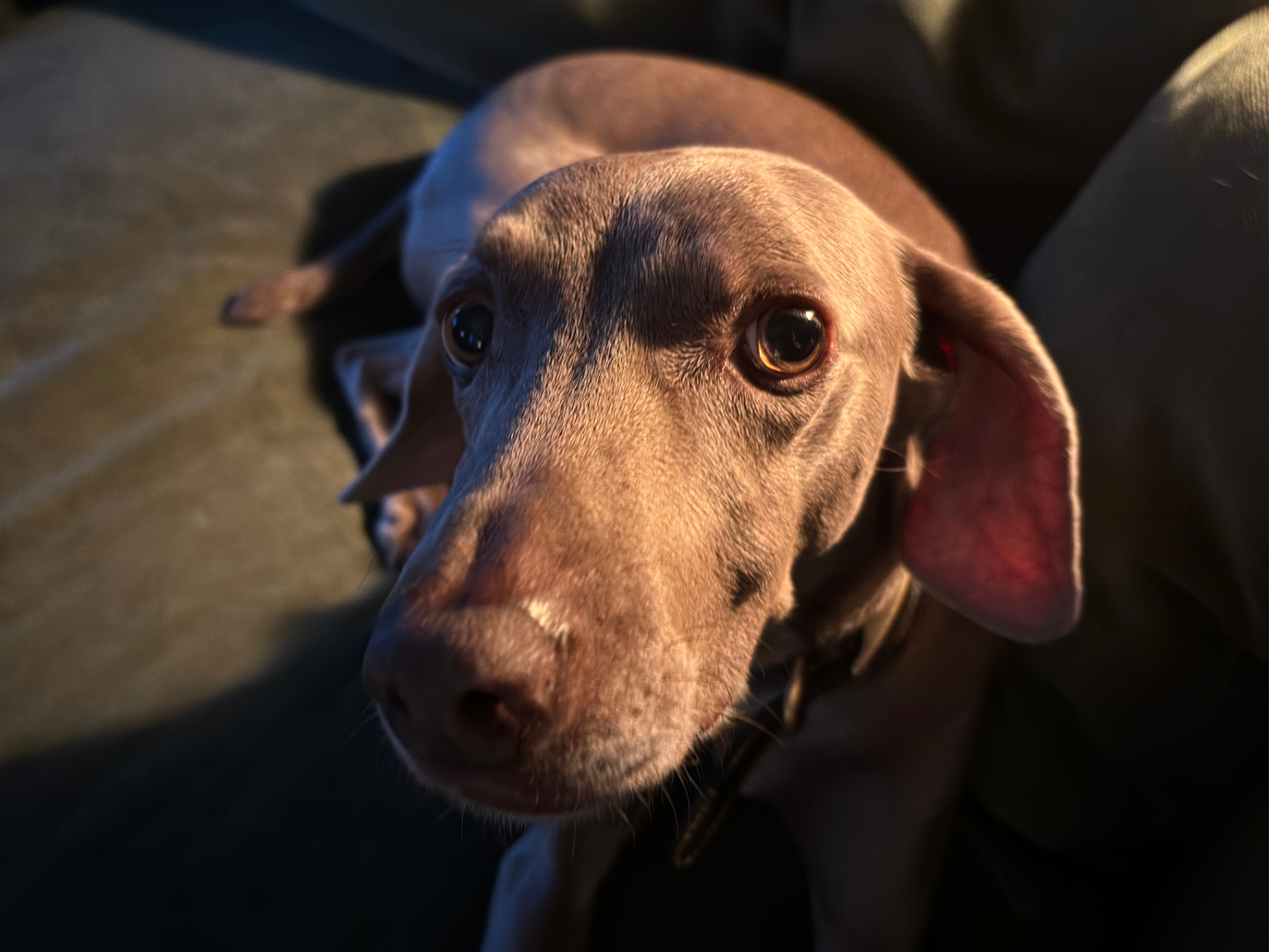 Inwendige bloeding symptomen bij een hond, herken de signalen