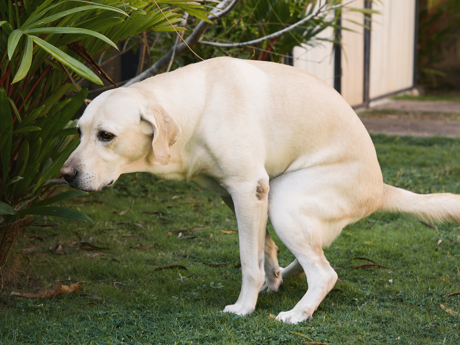 Symptomen van een liesbreuk bij een hond: zwelling en pijn
