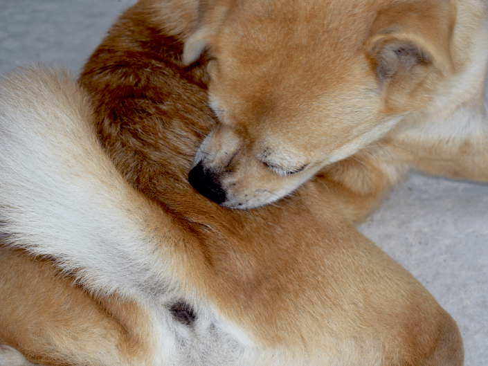 Symptomen van een lintworm bij een hond: gewichtsverlies en jeuk