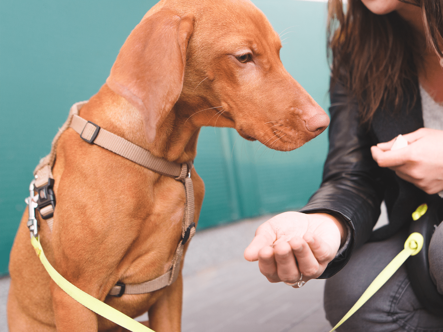 Symptomen van een maag-darm infectie bij een hond