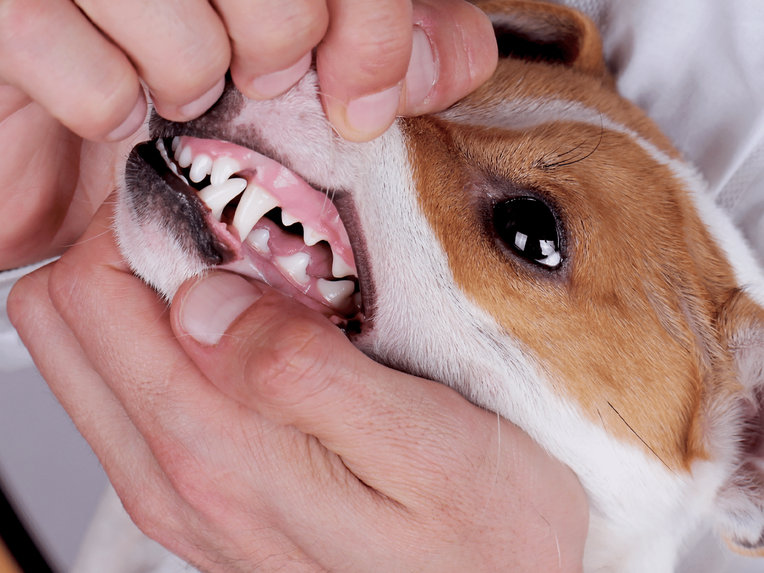 Symptomen ontstoken tandvlees bij een hond, herken en behandel