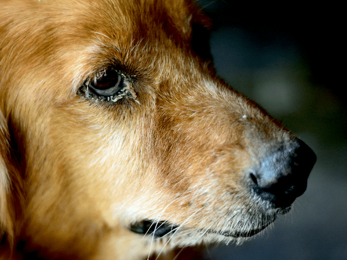 Oogontsteking symptomen bij een hond, herken de signalen snel