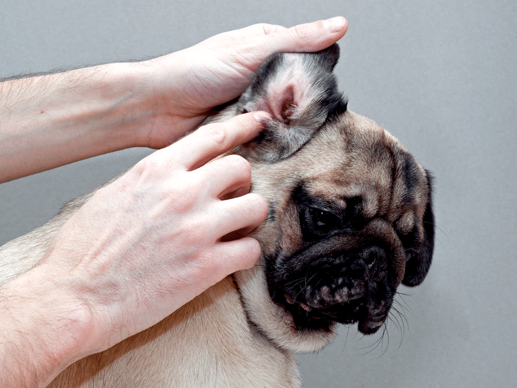 Oorontsteking symptomen bij een hond, herken de signalen snel