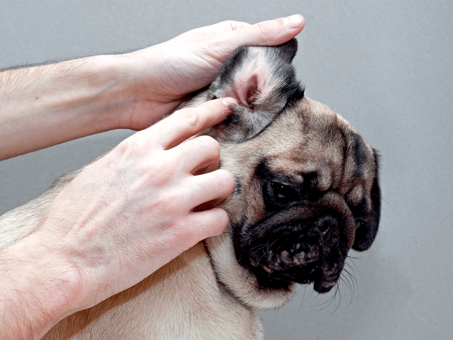 Oorontsteking symptomen bij een hond, herken de signalen snel