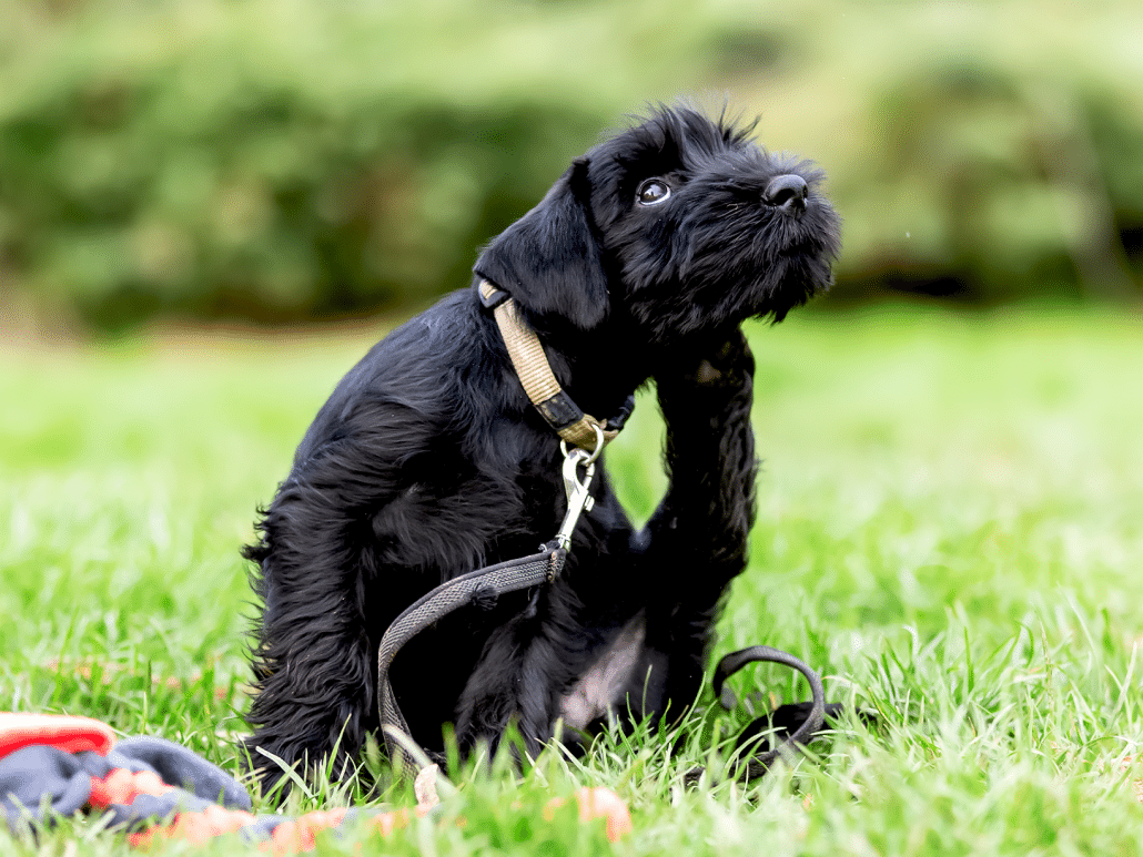 Symptomen van een parasiet bij een hond, ontdek en behandel