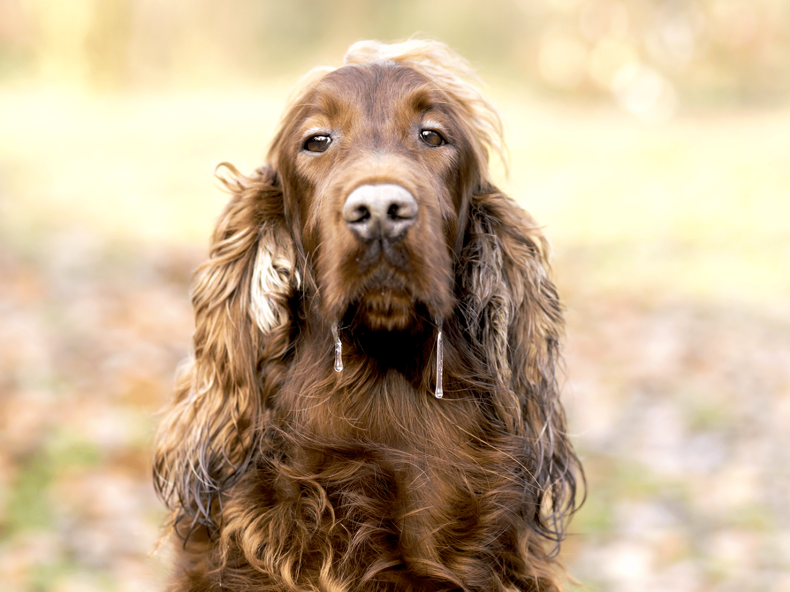 Processierups symptomen bij een hond, herken de signalen snel