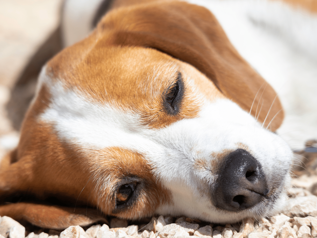 Symptomen van een gescheurde spier bij een hond, herken en help