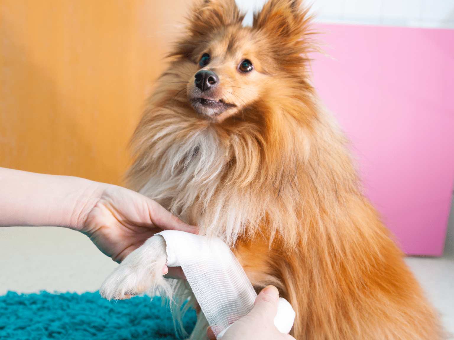 Symptomen van een gebroken poot bij een hond, herken en help