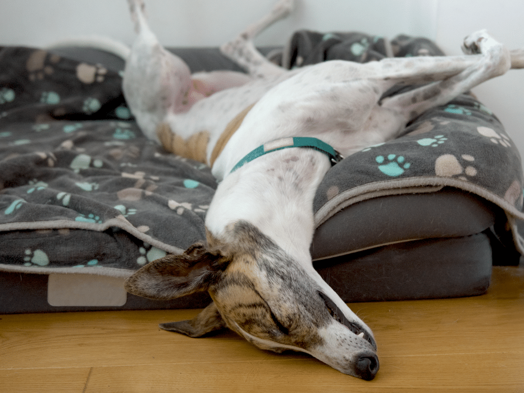 Symptomen van een hersenbloeding bij een hond, wees alert