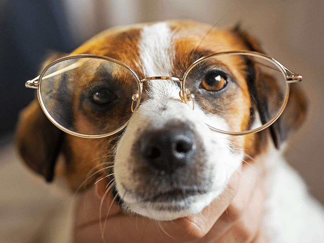 Symptomen van een slechtziende hond, herken en help je hond