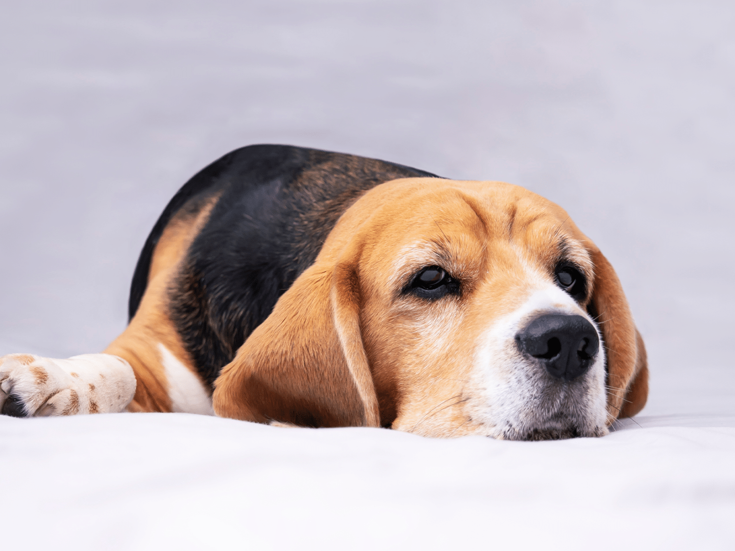 Symptomen rattengif vergiftiging bij een hond, herken en behandel