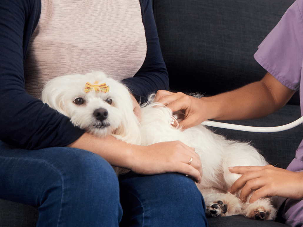 Symptomen van een vergroot hart bij een hond, herken de tekenen