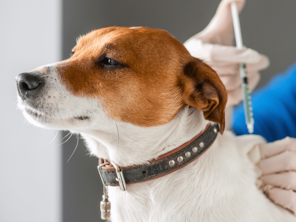 Cytopoint kosten voor een hond: wat je moet weten