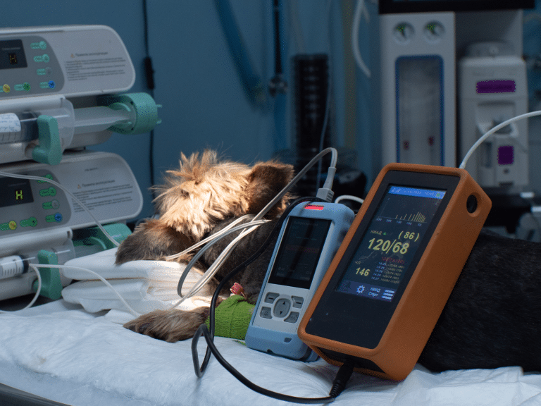 Hartoperatie kosten van een hond, wat je moet weten