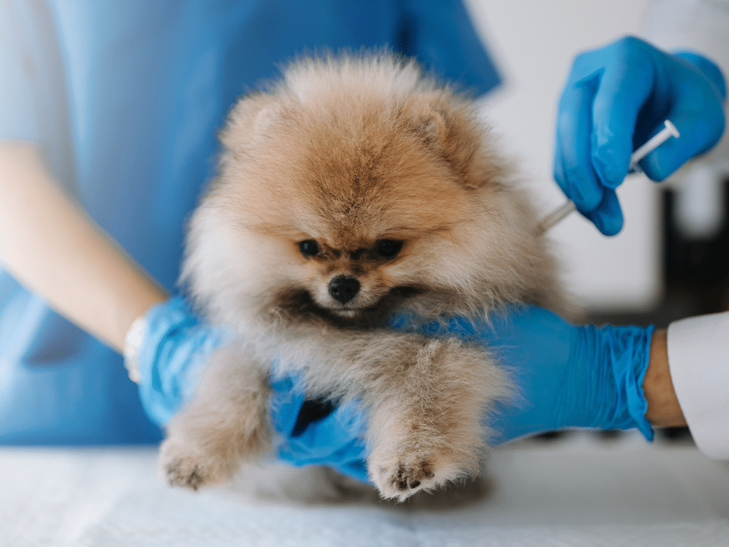 Kosten ACP injectie voor een hond? Prijzen en info hier