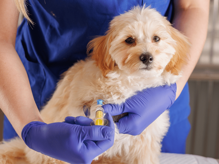 Kosten Librela injectie hond: prijs, werking en voordelen