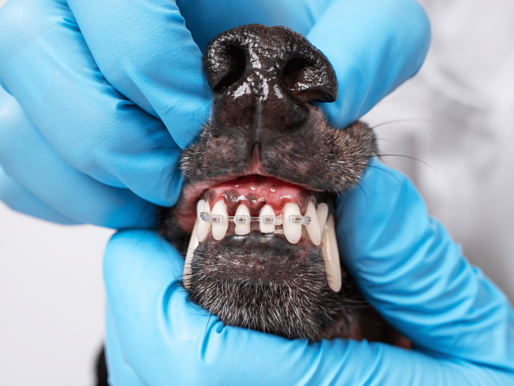 Kosten beugel hond: prijzen en informatie