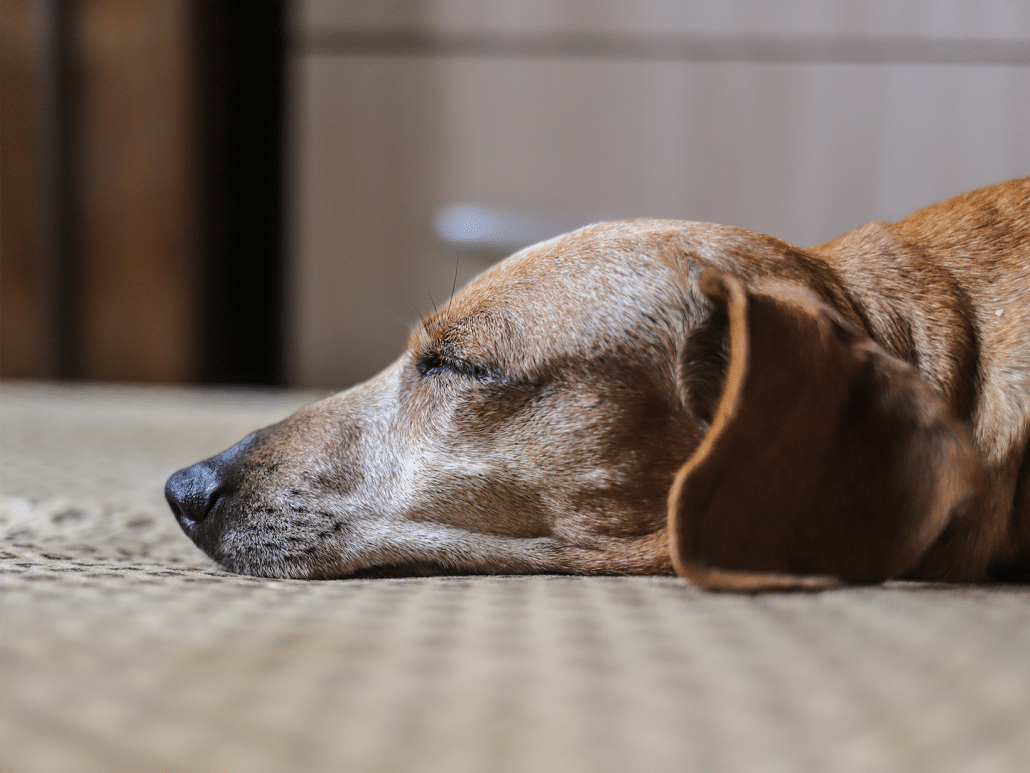 Kosten destructie hond: tarieven & informatie