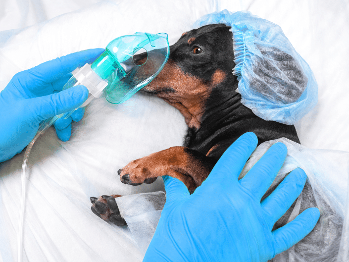 Kosten narcose hond: vergelijk tarieven voor anesthesie