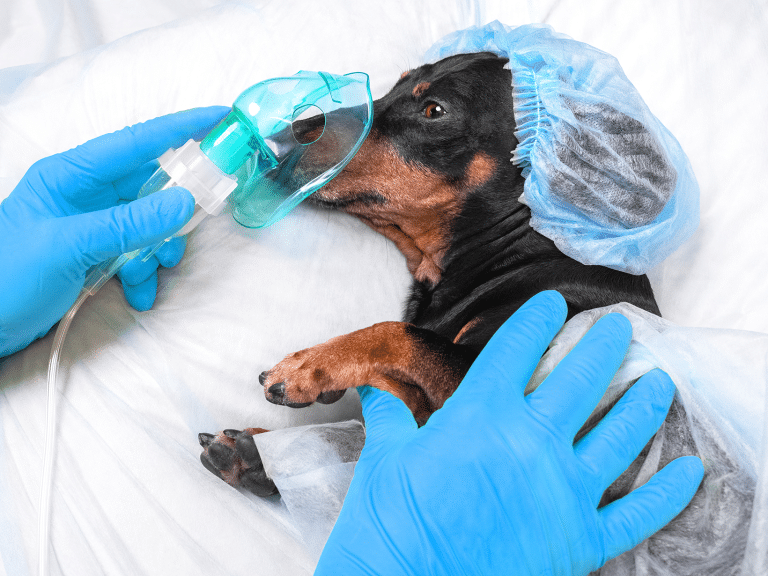 Kosten narcose hond: vergelijk tarieven voor anesthesie