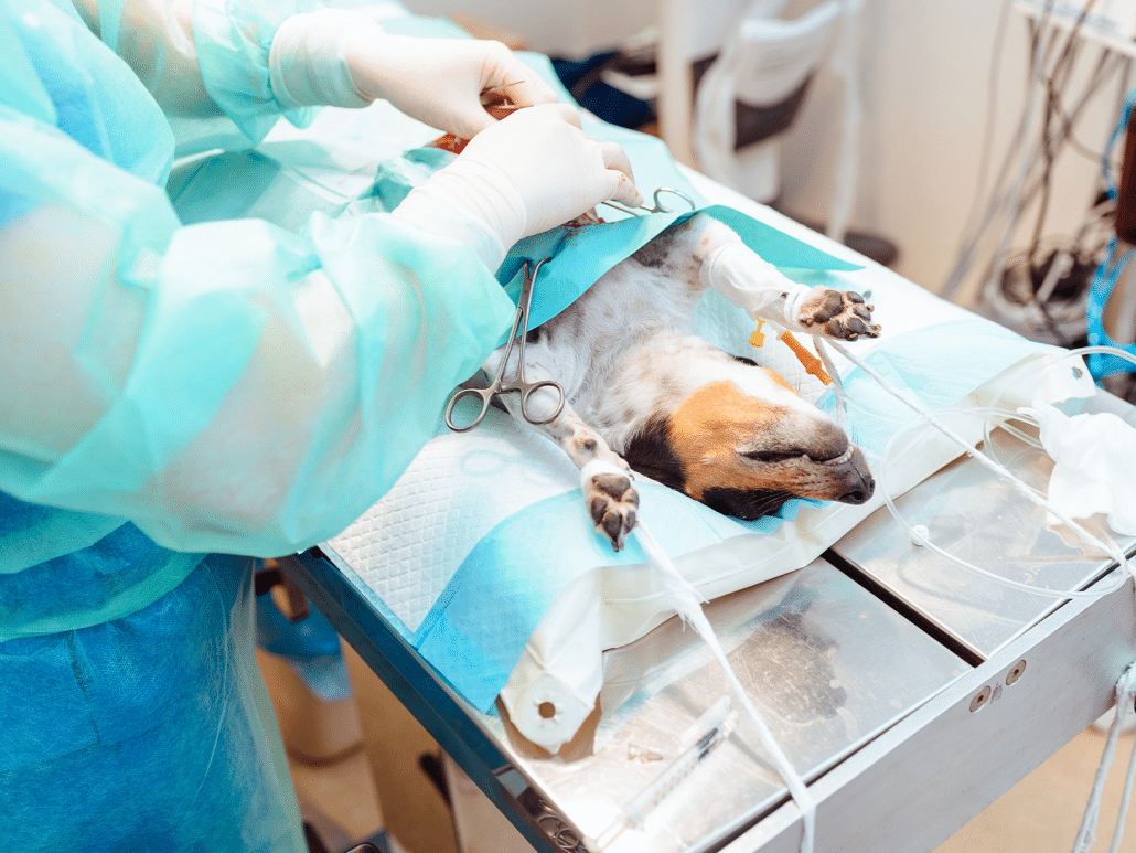 Kosten operatie hond: gemiddelde prijzen en wat te verwachten