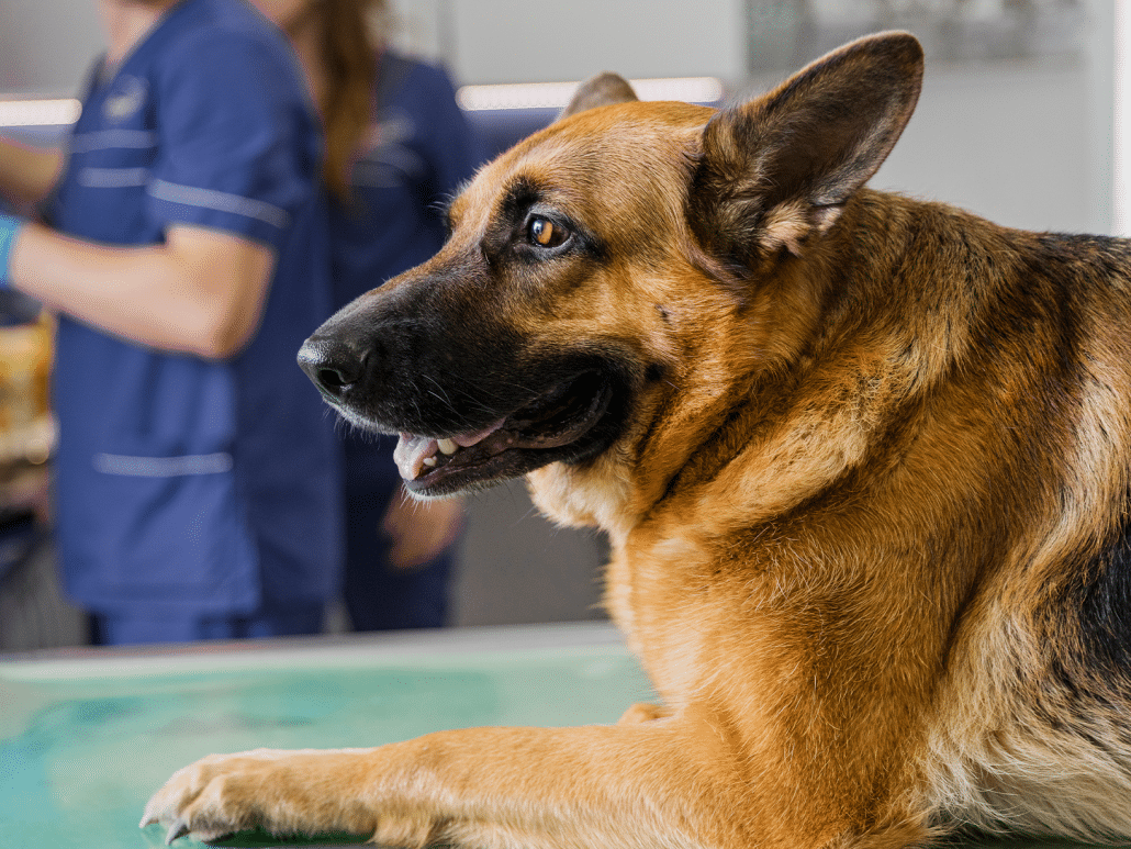Lebershunt Hund Op Kosten