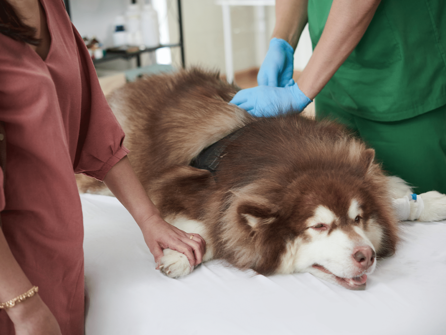 Kosten talgklier verwijderen hond: prijzen en herstel tips