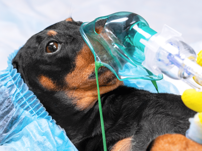 Narcose hond kosten: vergelijk prijzen en vind de beste zorg