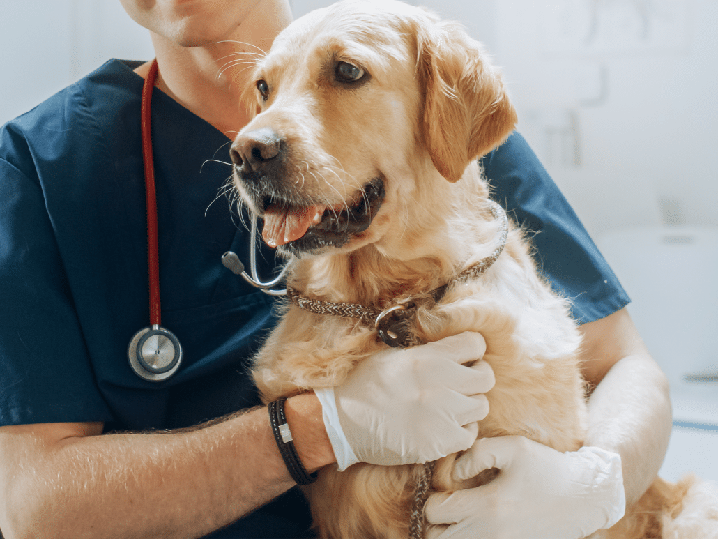 PRA-test hond kosten: prijzen, procedure en verwachtingen