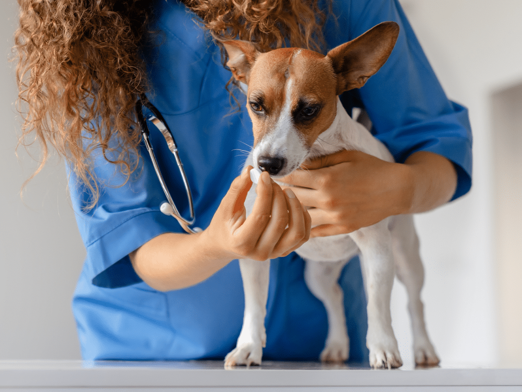 Vetoryl hond kosten: prijzen en bespaartips!