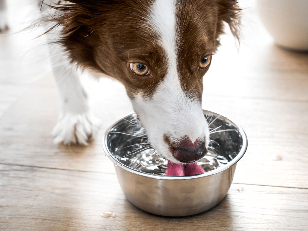 Symptomen van leukemie bij een hond, herken en help je hond