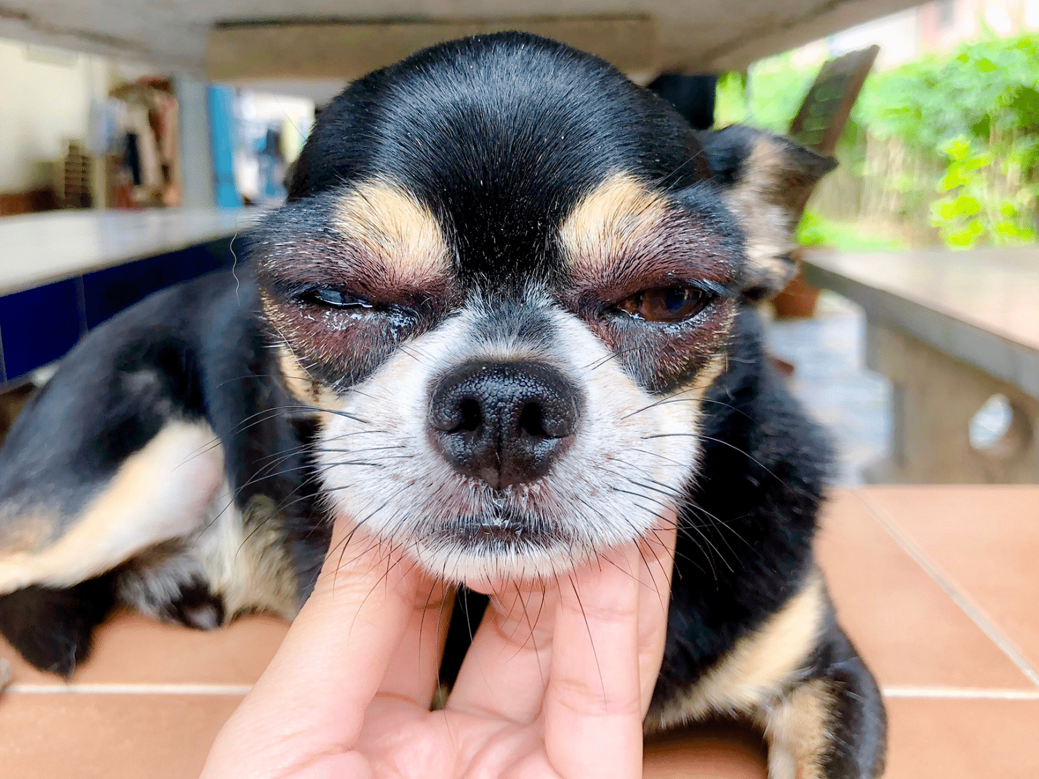 Symptomen van netelroos bij een hond, herken en behandel snel