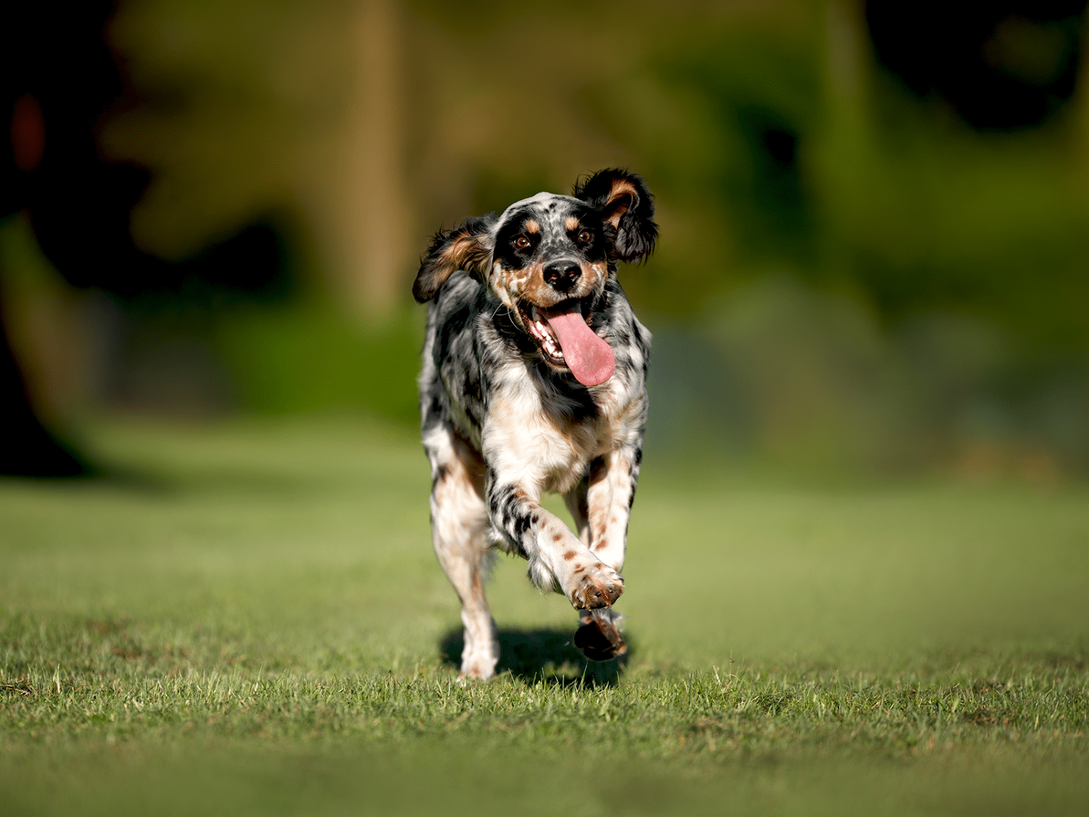 Symptomen van puberteit bij een hond: alles wat u moet weten