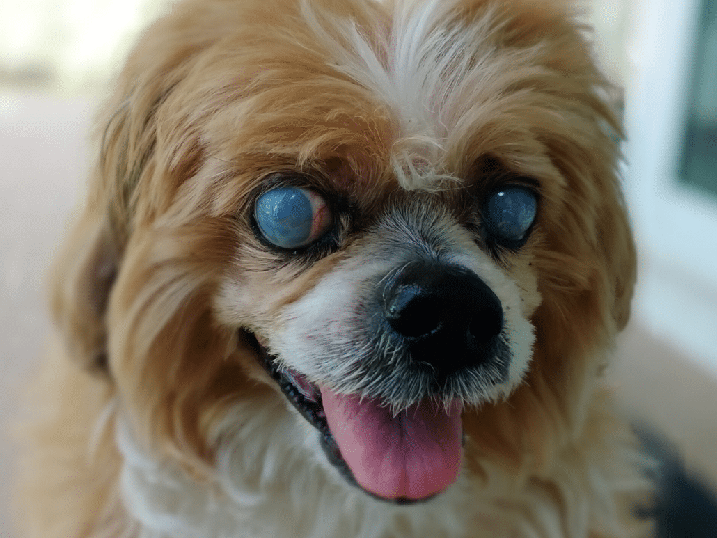 Symptomen van staar bij een hond: ontdek de signalen snel