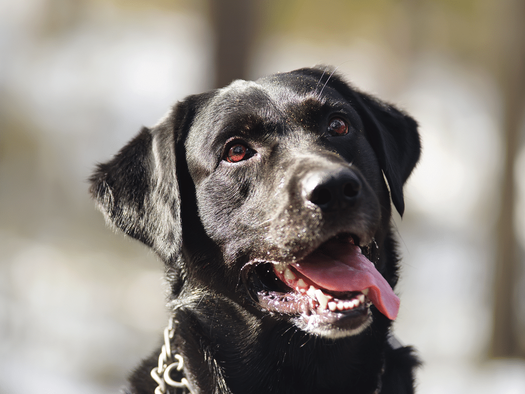 Symptomen van longkanker bij een hond, herken de tekenen snel